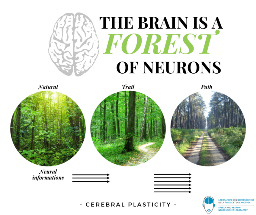 A forest of neurons – Speechneurolab