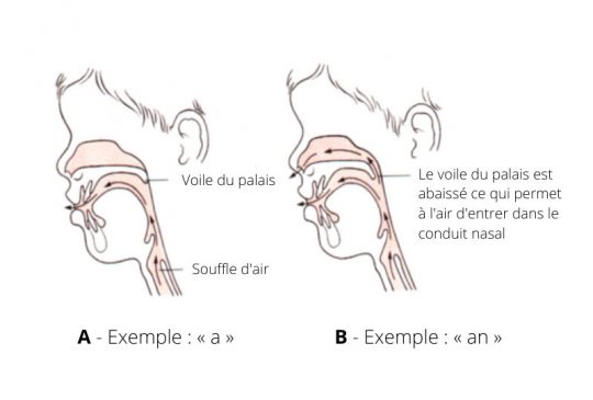 Parole et trompette – Speechneurolab