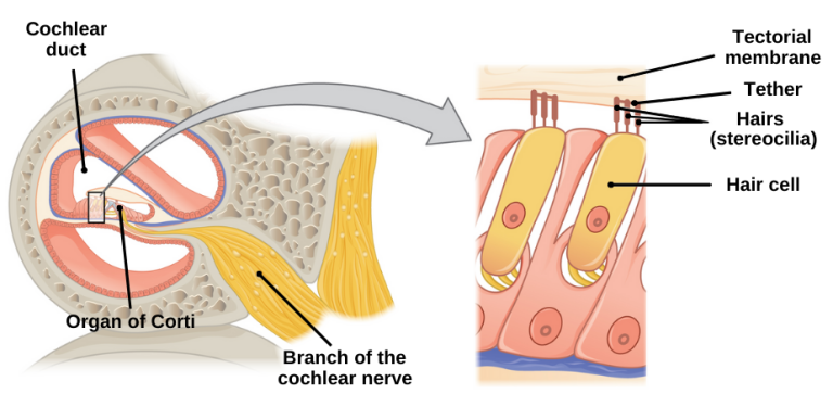 The peripheral auditory system – Speechneurolab