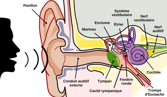 Le système auditif périphérique – Speechneurolab