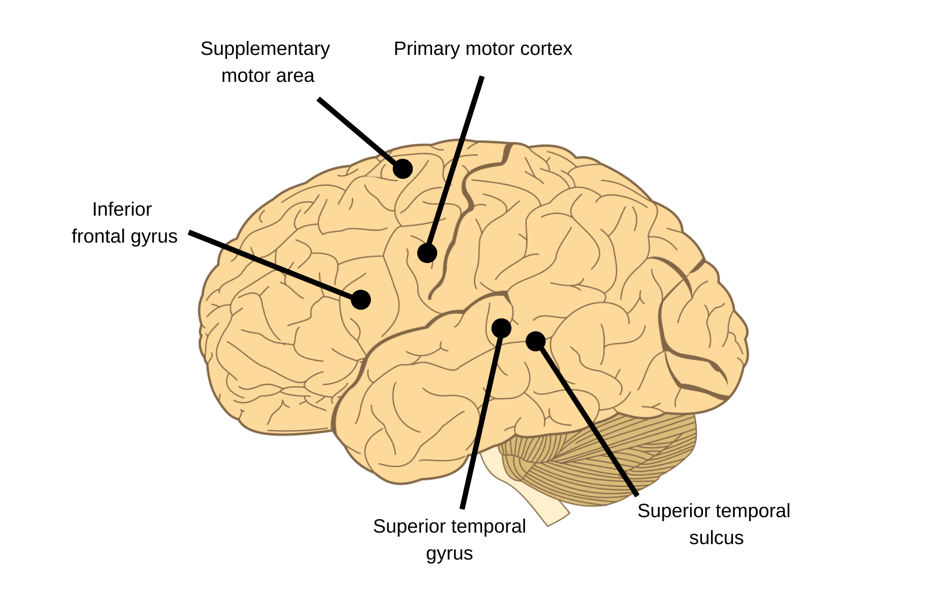 The McGurk effect – Speechneurolab