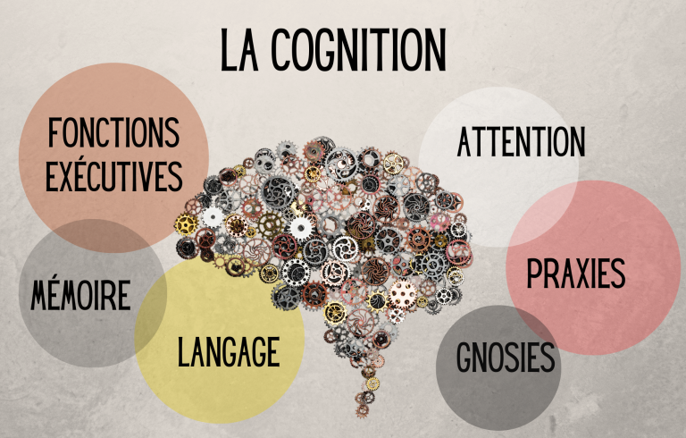 Les fonctions cognitives – Speechneurolab Les fonctions cognitives – Speechneurolab