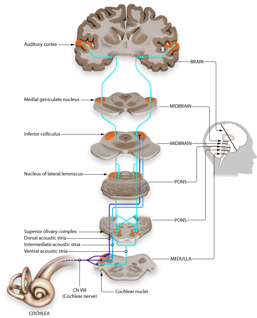 The central subcortical auditory system – Speechneurolab