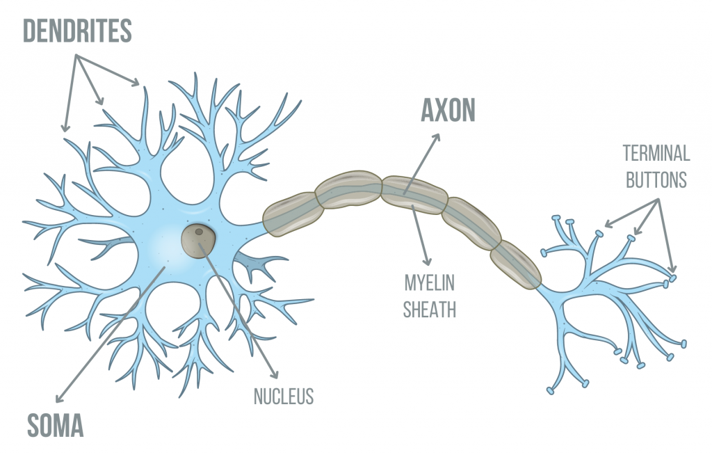 Neurons Speechneurolab