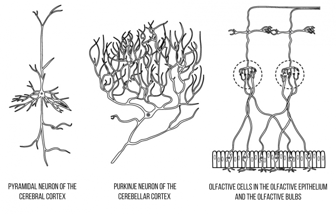 Neurons – Speechneurolab