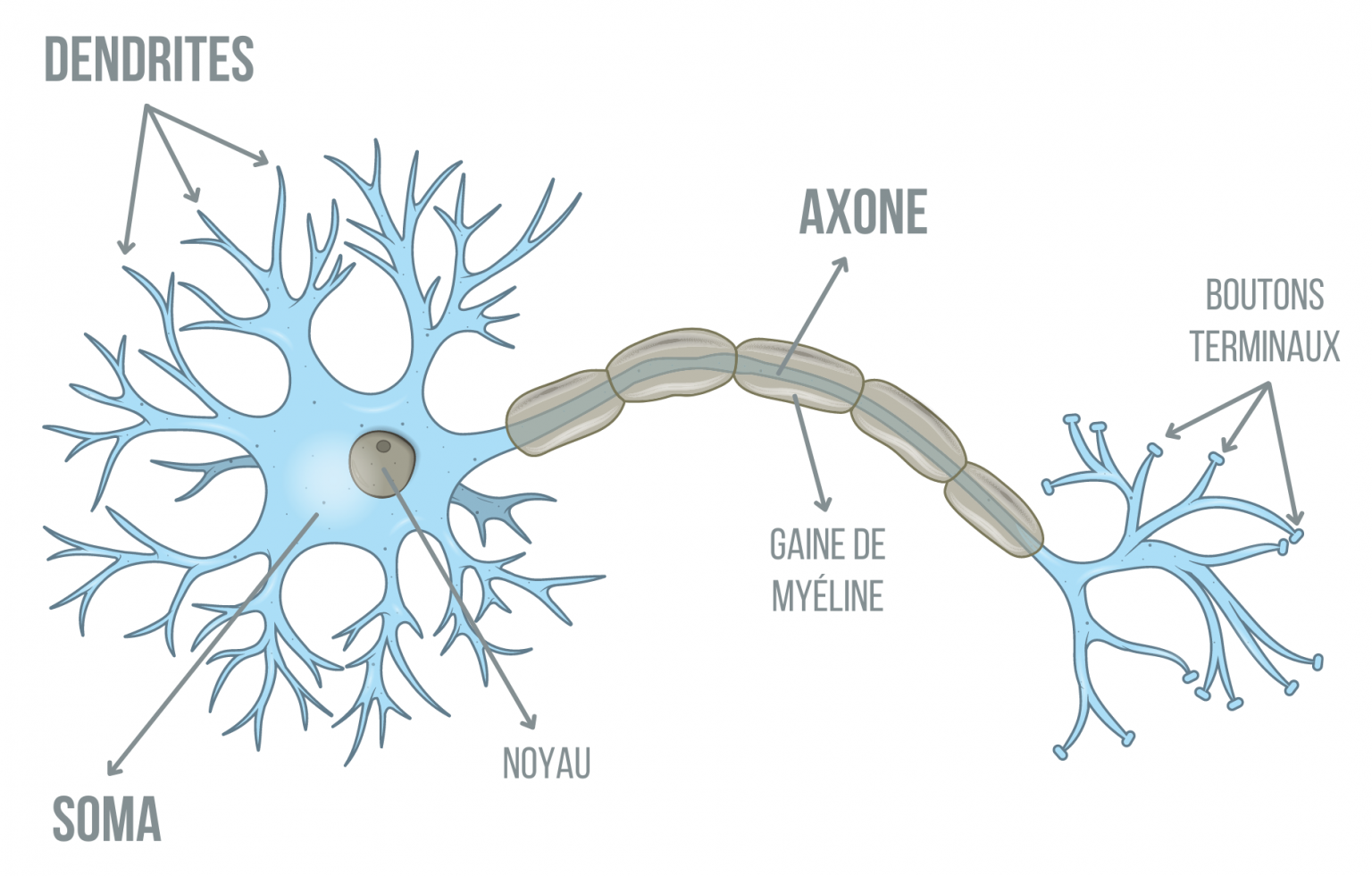 Les neurones – Speechneurolab
