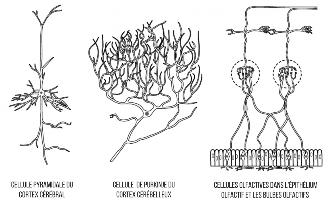 Les neurones – Speechneurolab