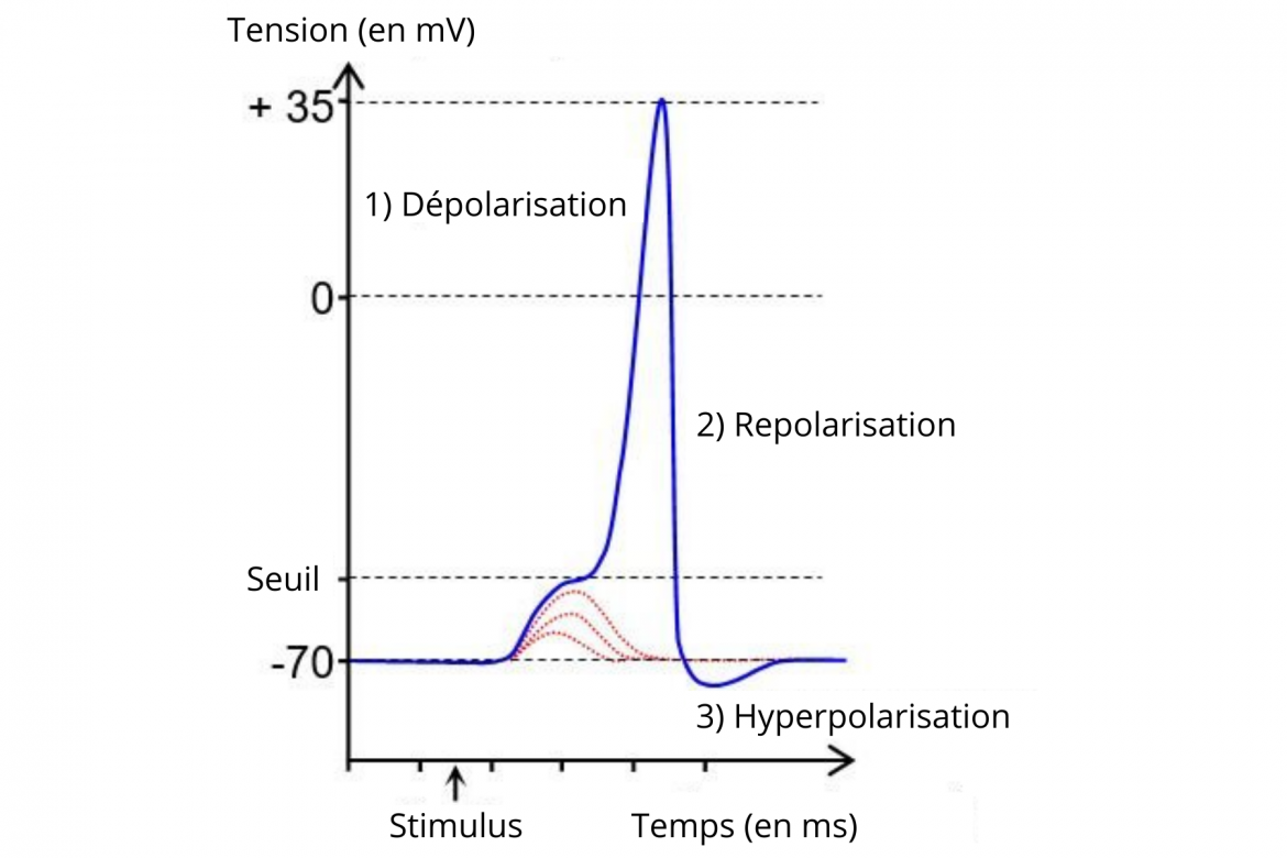 Le potentiel d’action – Speechneurolab
