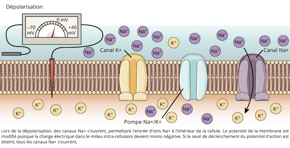 Le potentiel d’action – Speechneurolab