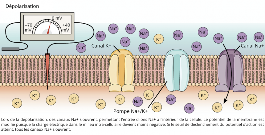 Le potentiel d’action – Speechneurolab