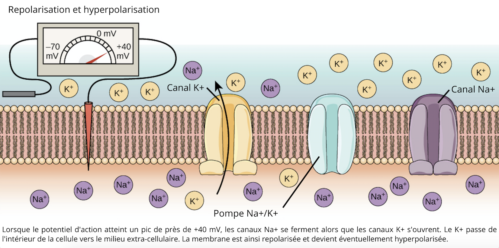 Le potentiel d’action – Speechneurolab