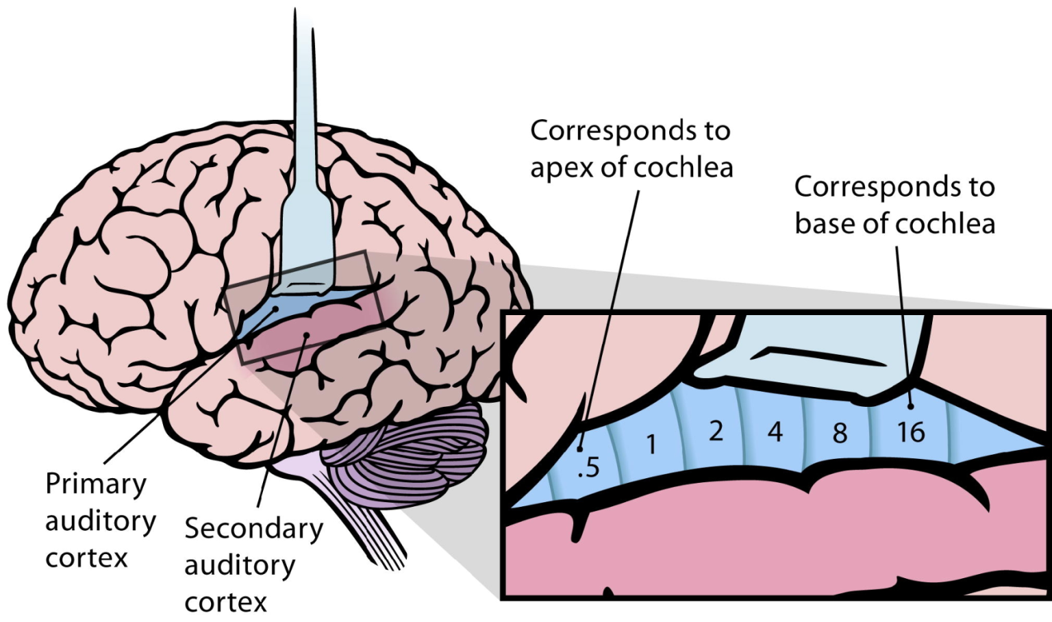 The auditory cortex – Speechneurolab