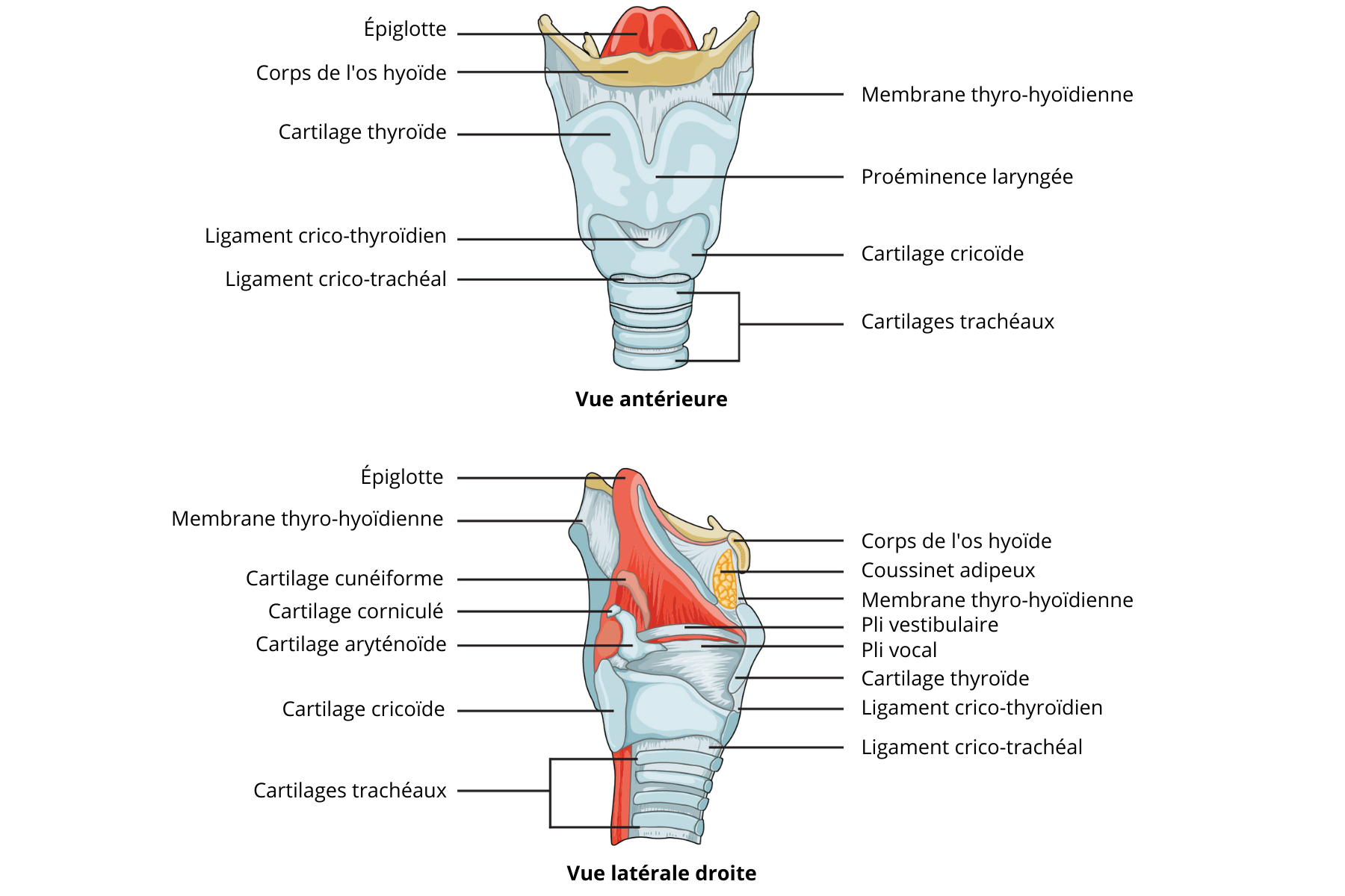 Production de la voix – Speechneurolab