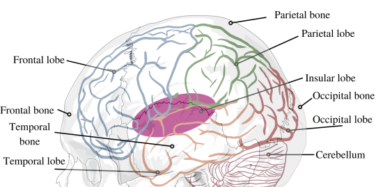 The anatomy of the human brain – Speechneurolab