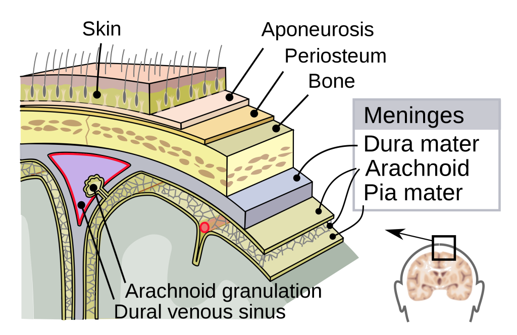The anatomy of the human brain – Speechneurolab