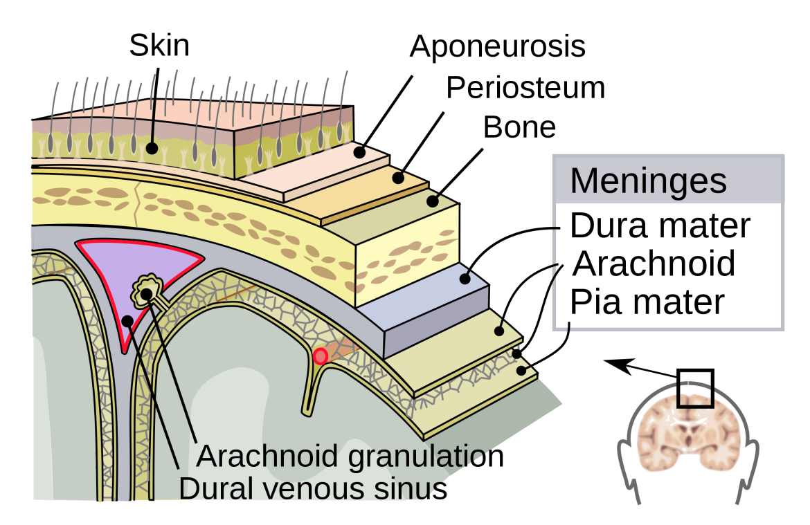 The anatomy of the human brain – Speechneurolab