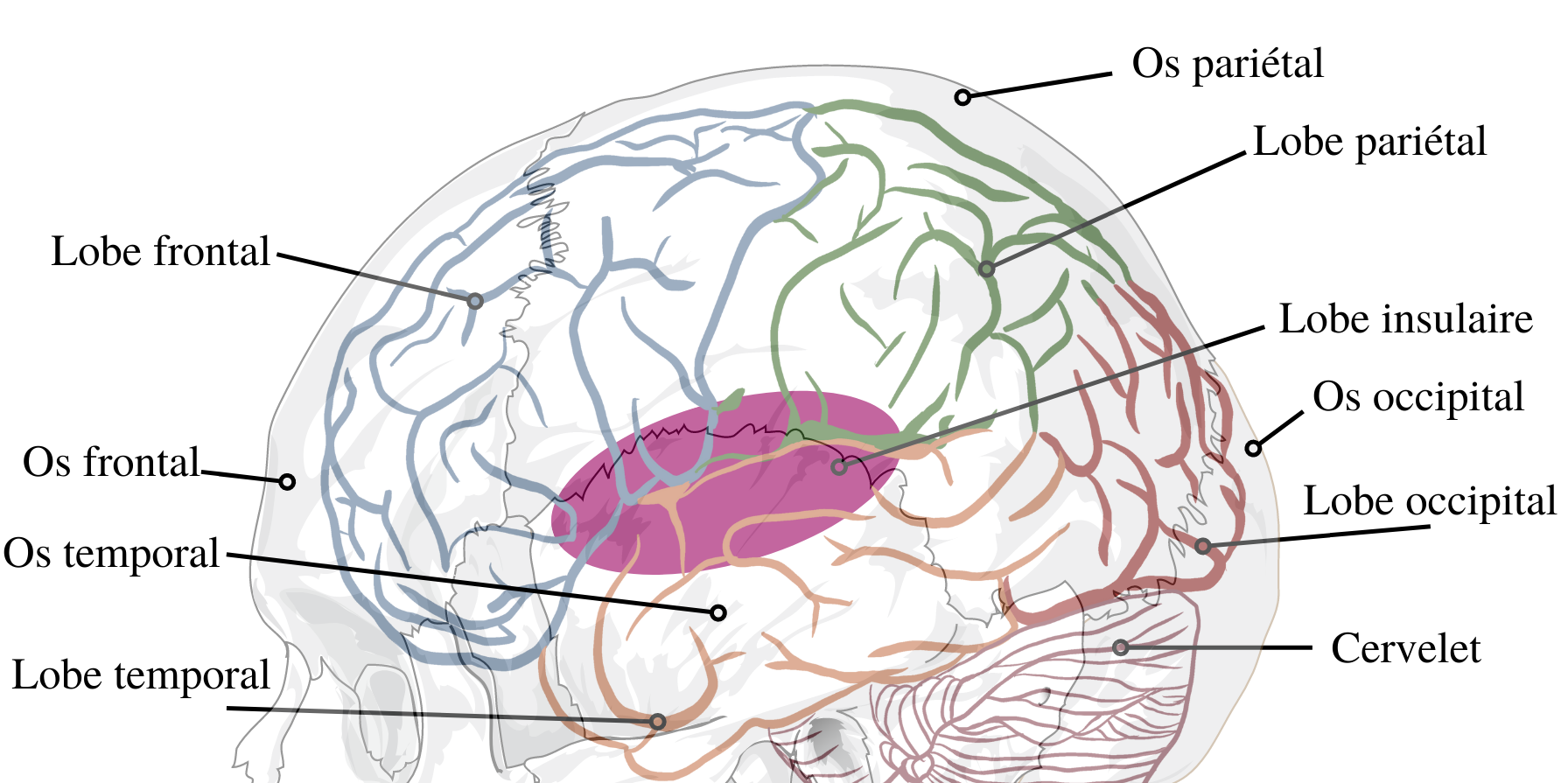Anatomie du cerveau humain – Speechneurolab