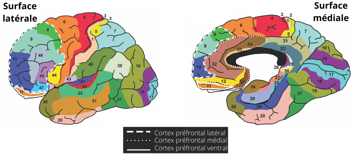 Comment fonctionne le cerveau humain ? – Speechneurolab