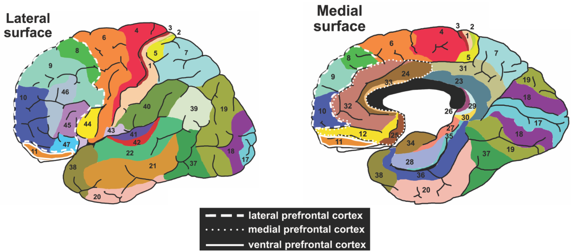 How does the human brain work? – Speechneurolab
