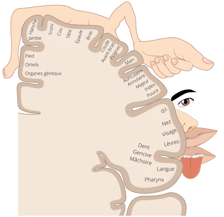 Comment fonctionne le cerveau humain ? – Speechneurolab
