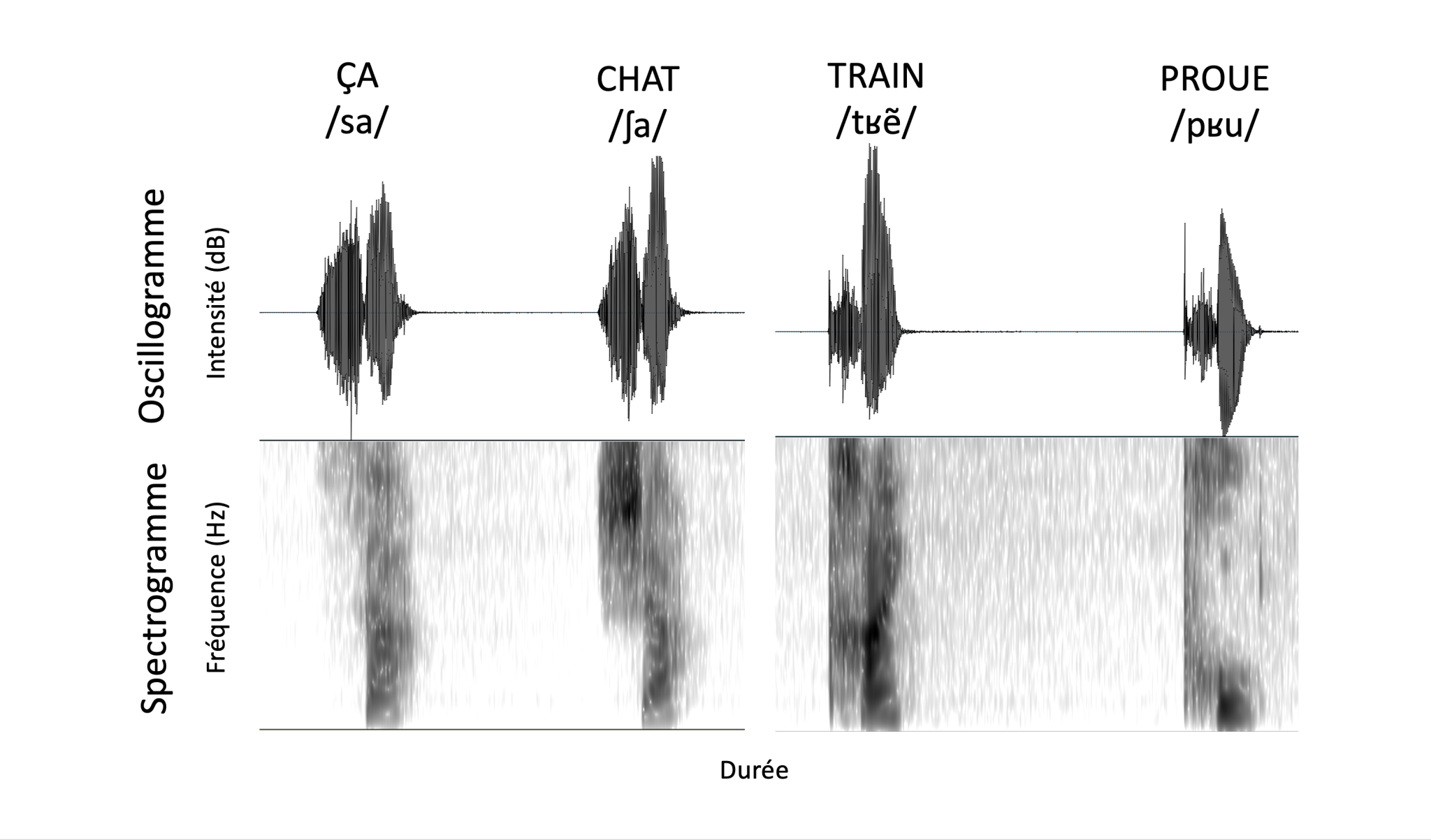 La perception de la parole : une faculté complexe – Speechneurolab