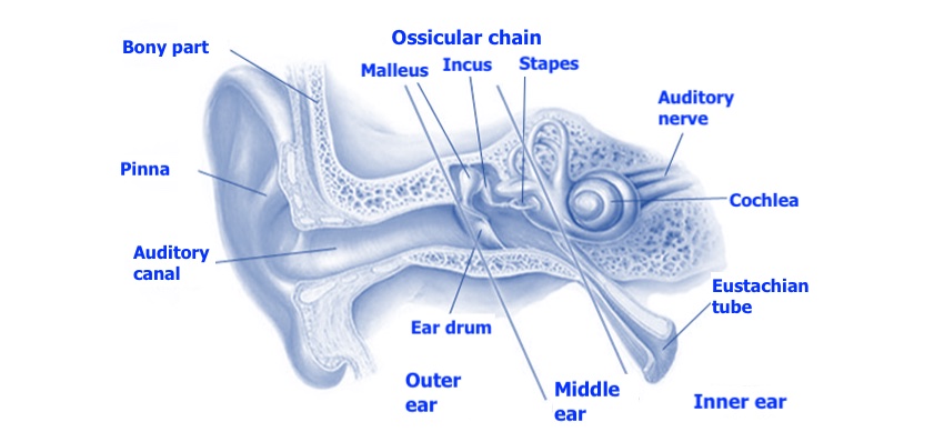 Audiology and the work of audiologists – Speechneurolab