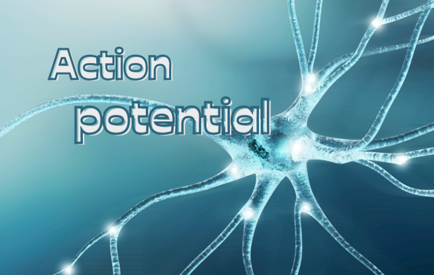Action potential – Speechneurolab
