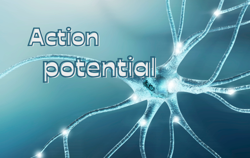 Action potential – Speechneurolab