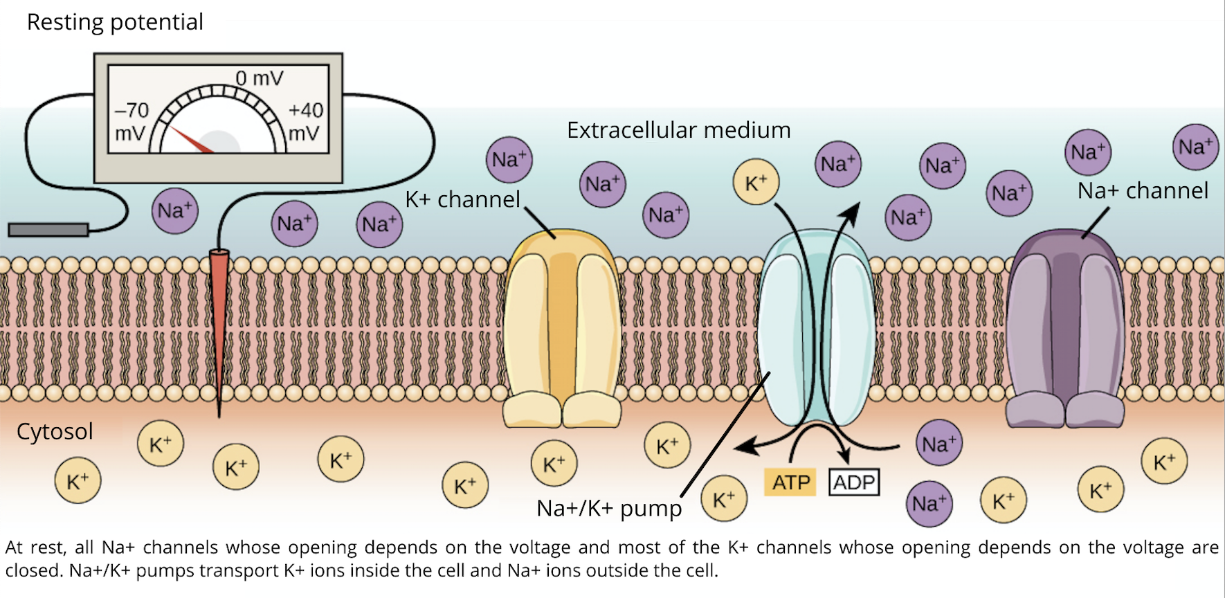 Action potential – Speechneurolab