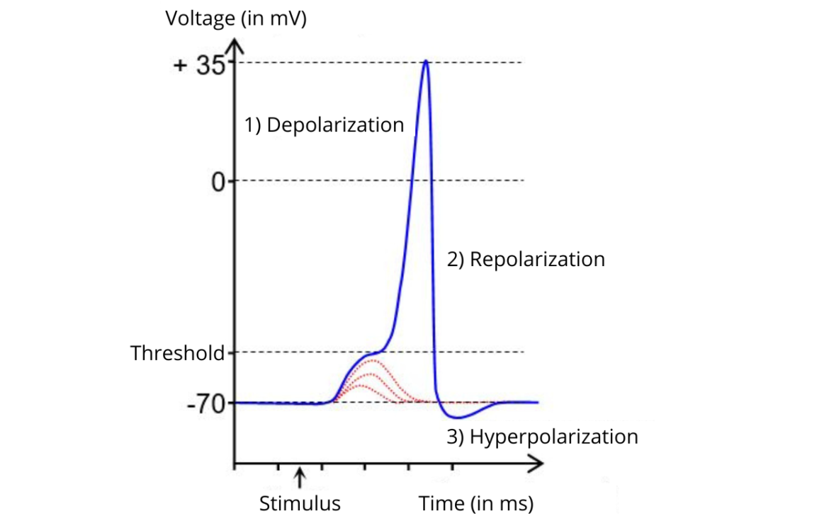 Action potential – Speechneurolab
