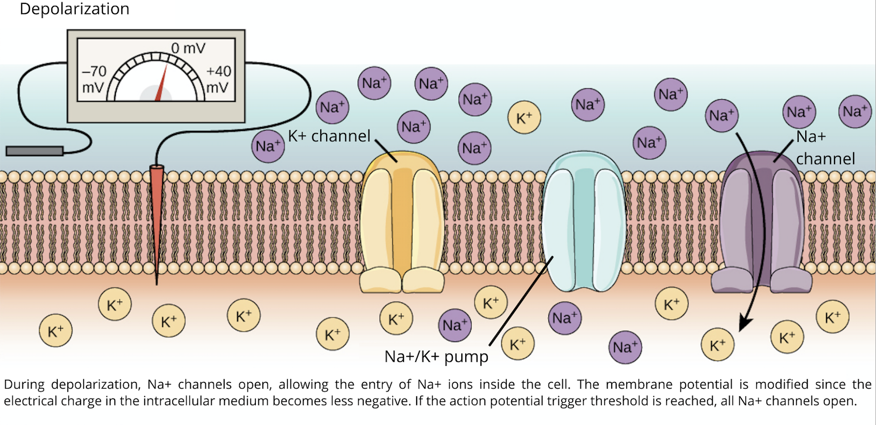 Action Potential Speechneurolab Action Potential Speechneurolab