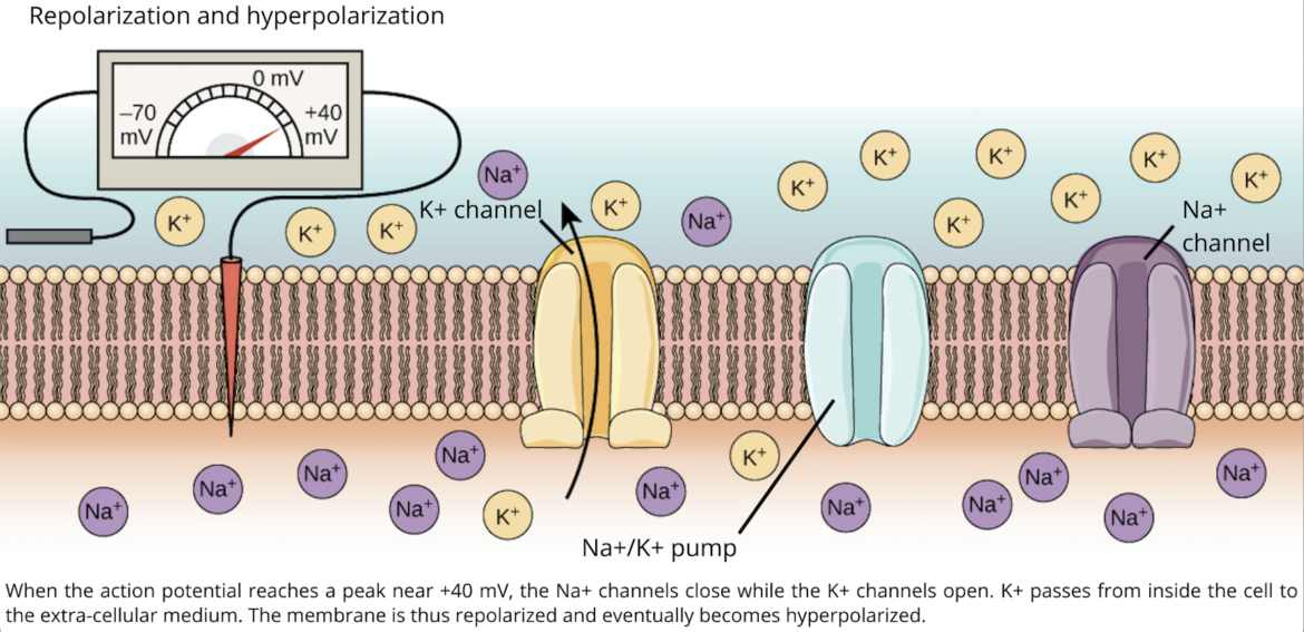 Action potential – Speechneurolab