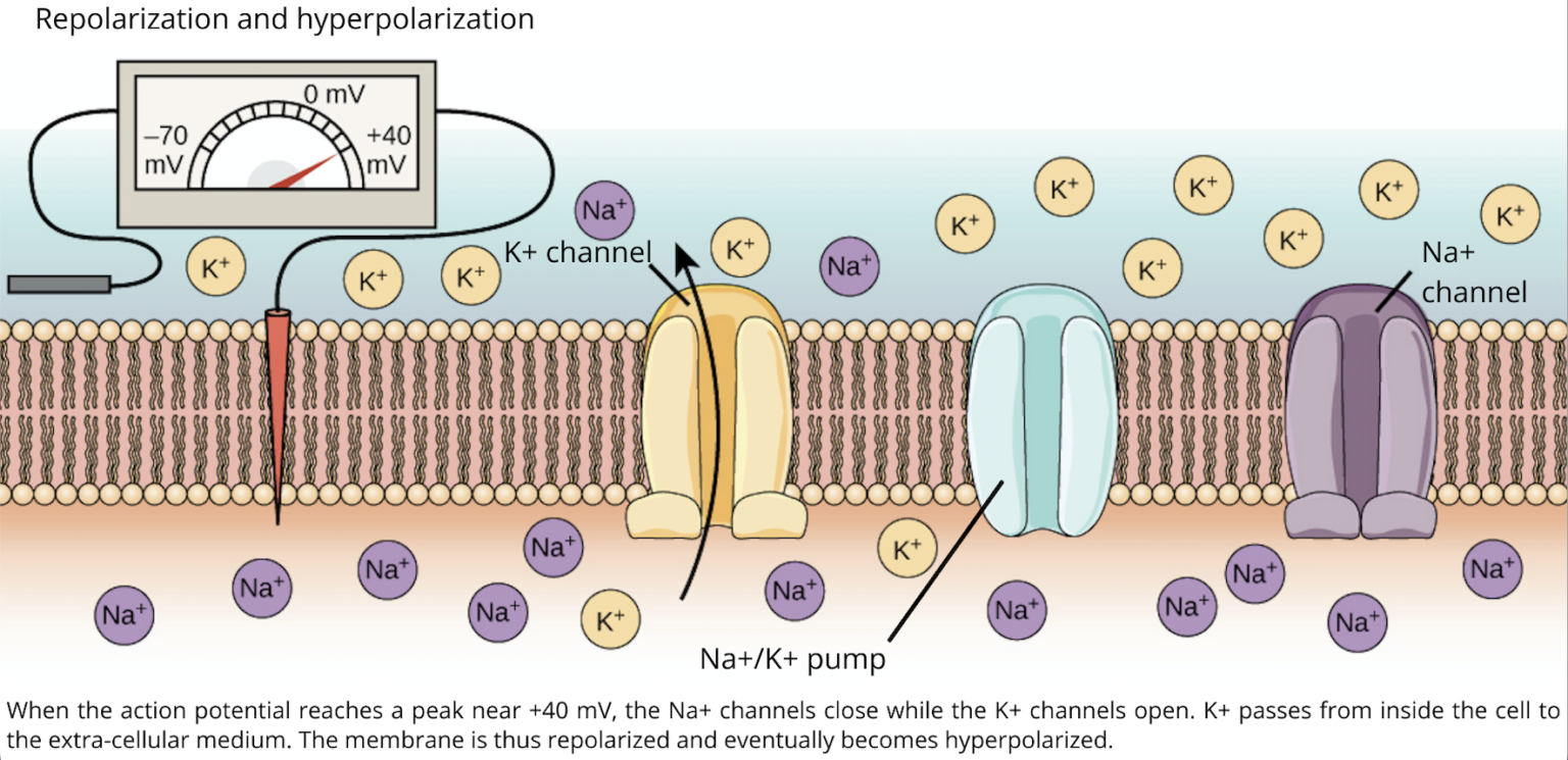 Action potential – Speechneurolab