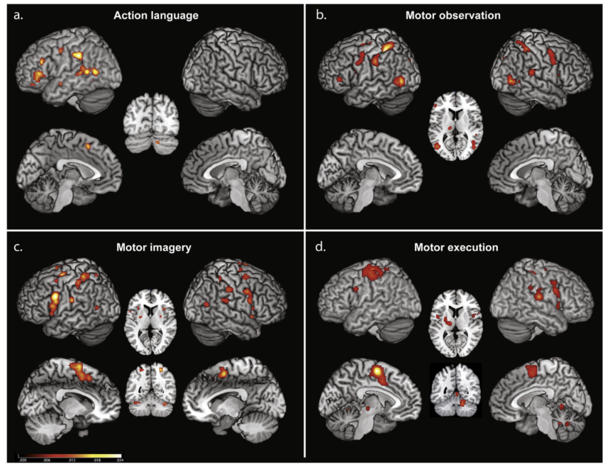 Meta-analysis on language – Speechneurolab