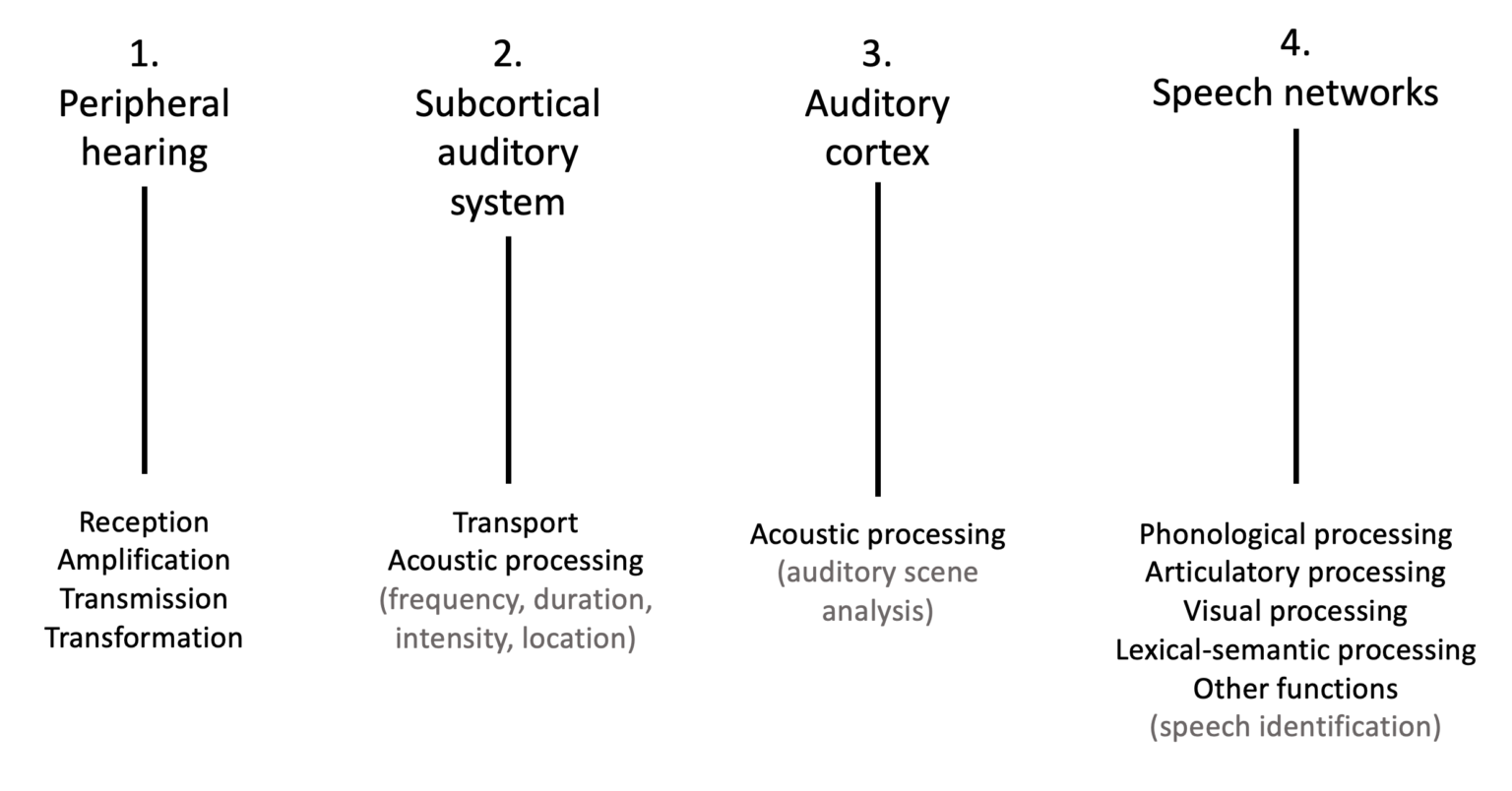 Speech perception: a complex ability – Speechneurolab
