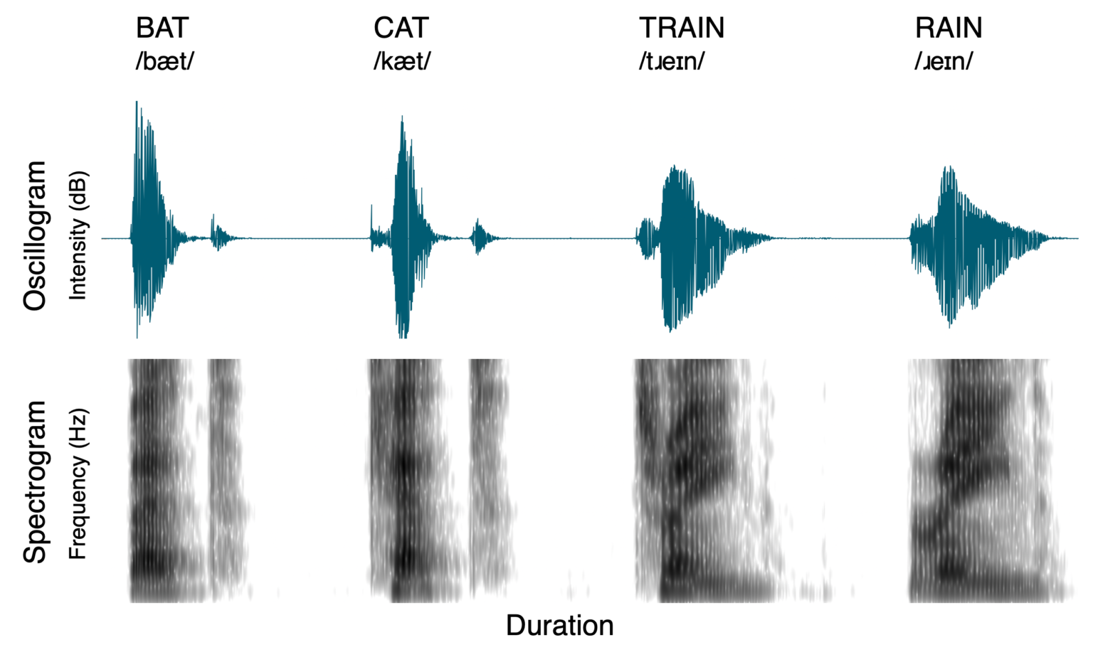Speech perception: a complex ability – Speechneurolab