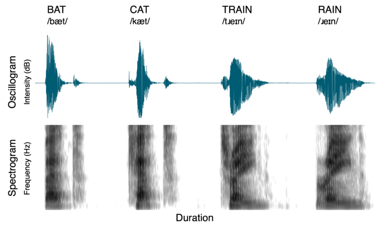 Speech perception: a complex ability – Speechneurolab