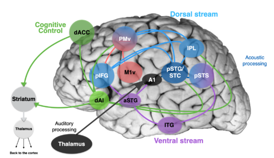 Speech perception: a complex ability – Speechneurolab