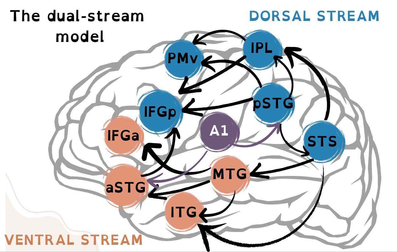 New scientific article about the history of the neurobiology of speech ...