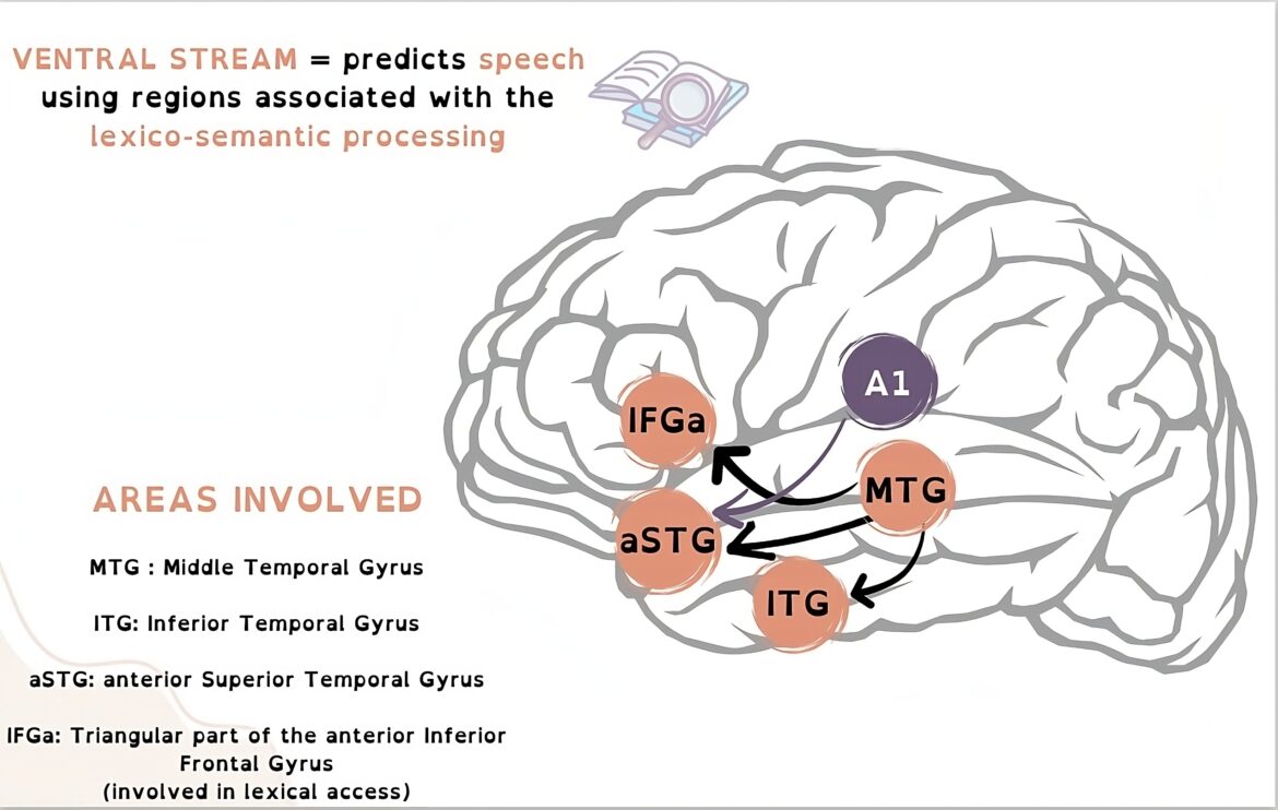 New scientific article about the history of the neurobiology of speech ...
